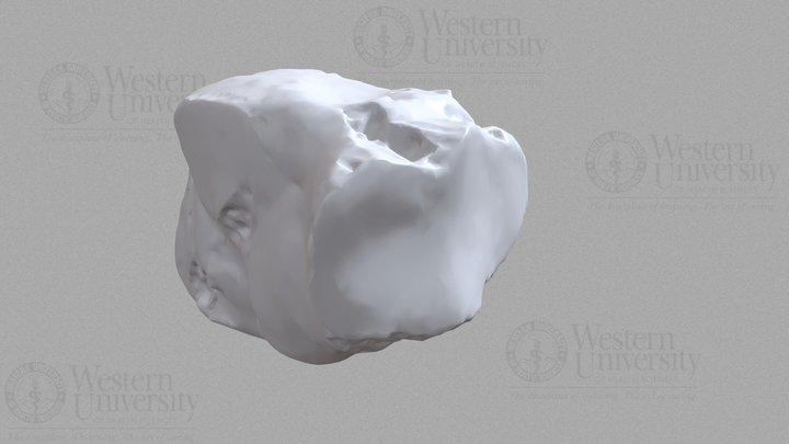 Navicular 3D models - Sketchfab