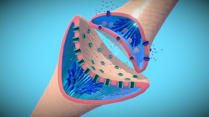 Neuron 3D models - Sketchfab