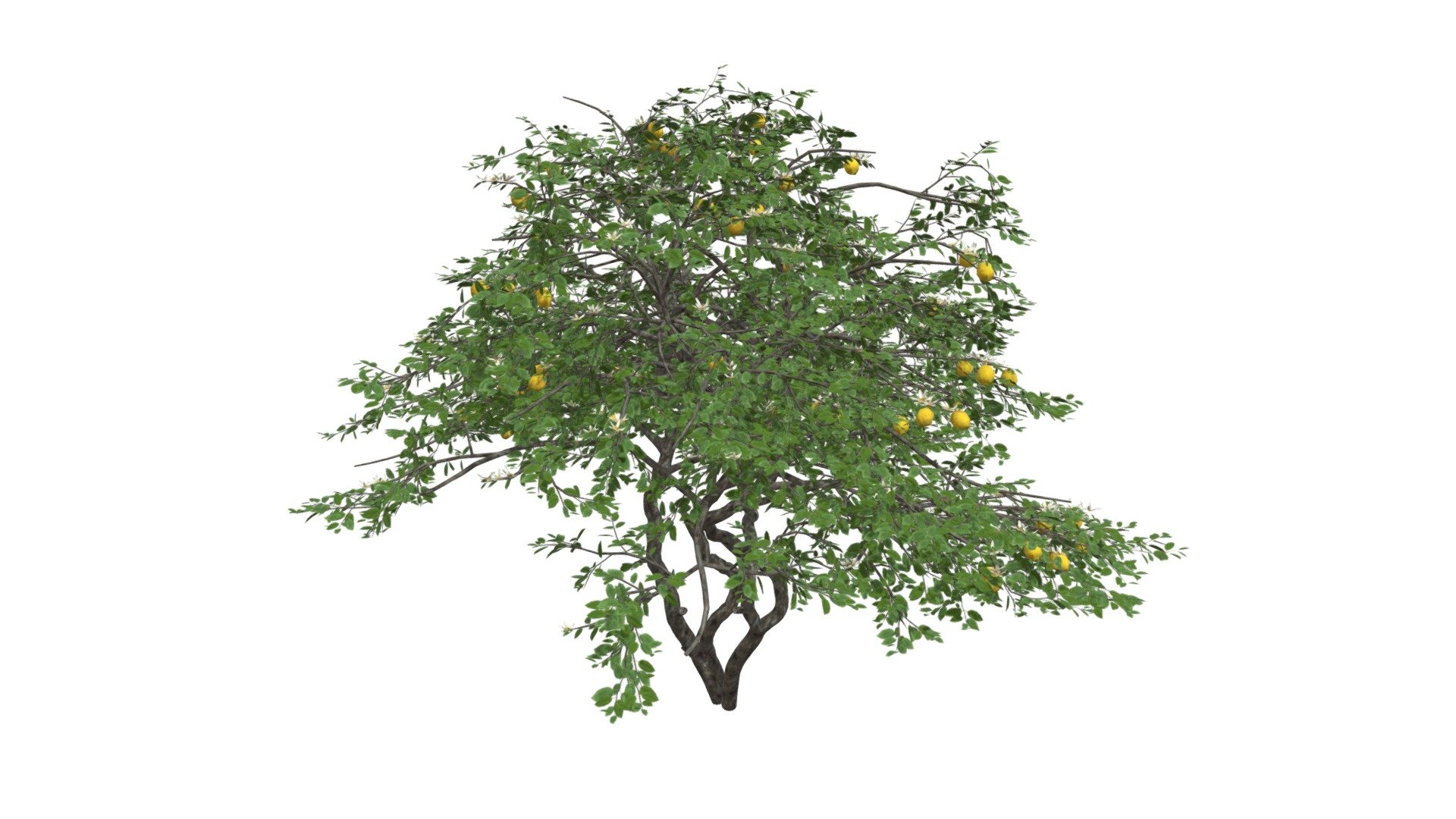 Lemon Tree #05 - Buy Royalty Free 3D model by meshshape [d3bf047 ...
