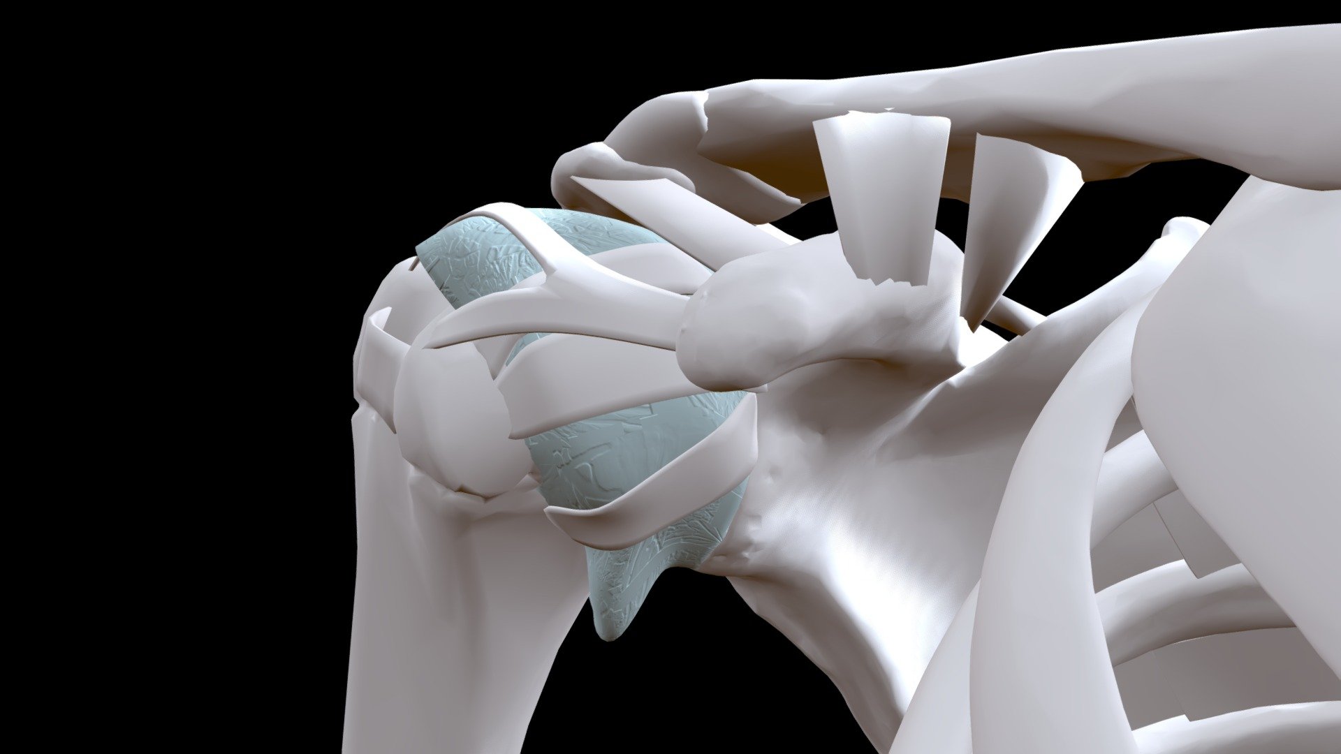 Frozen Shoulder - 3D model by Dockive [d3c4aaf] - Sketchfab