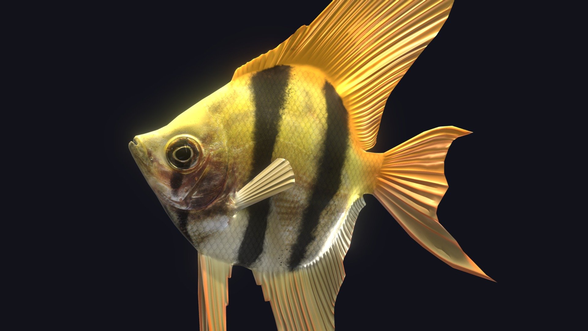 Angel Fish 3D, Low Poly - Buy Royalty Free 3D model by SANTA ...