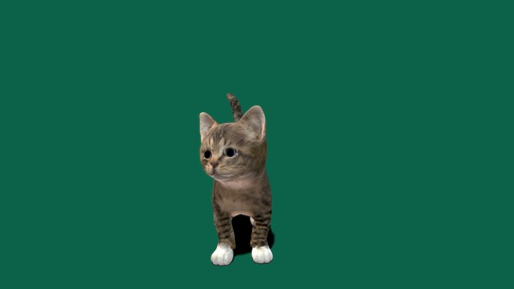 Kitten 3D models - Sketchfab