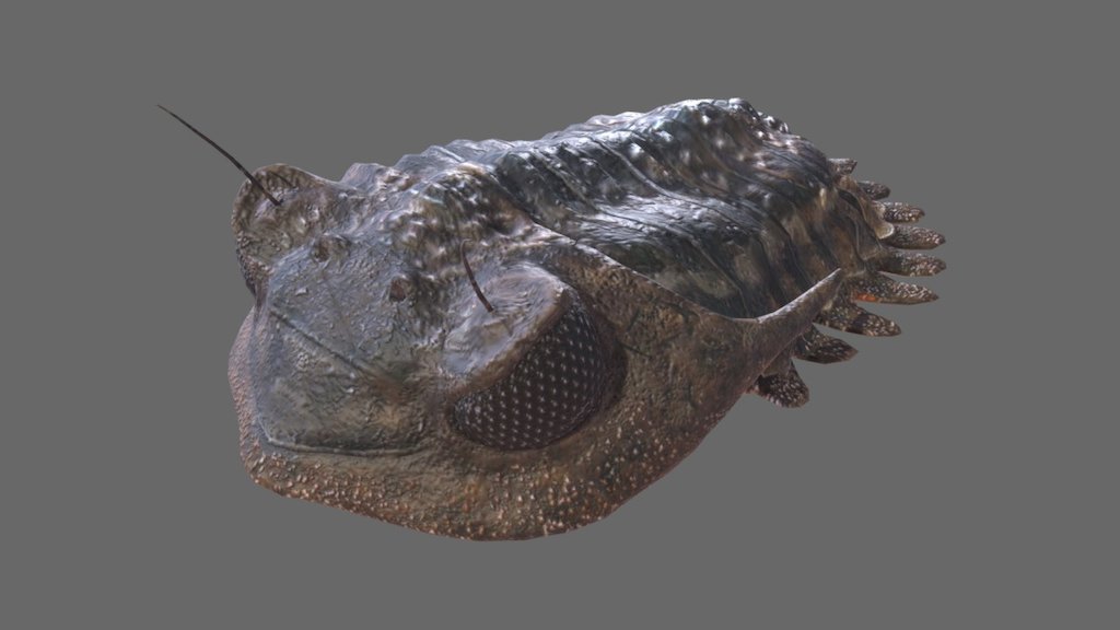 Trilobite Reconstruction - 3D model by BIOZONE [d3cfb7a] - Sketchfab