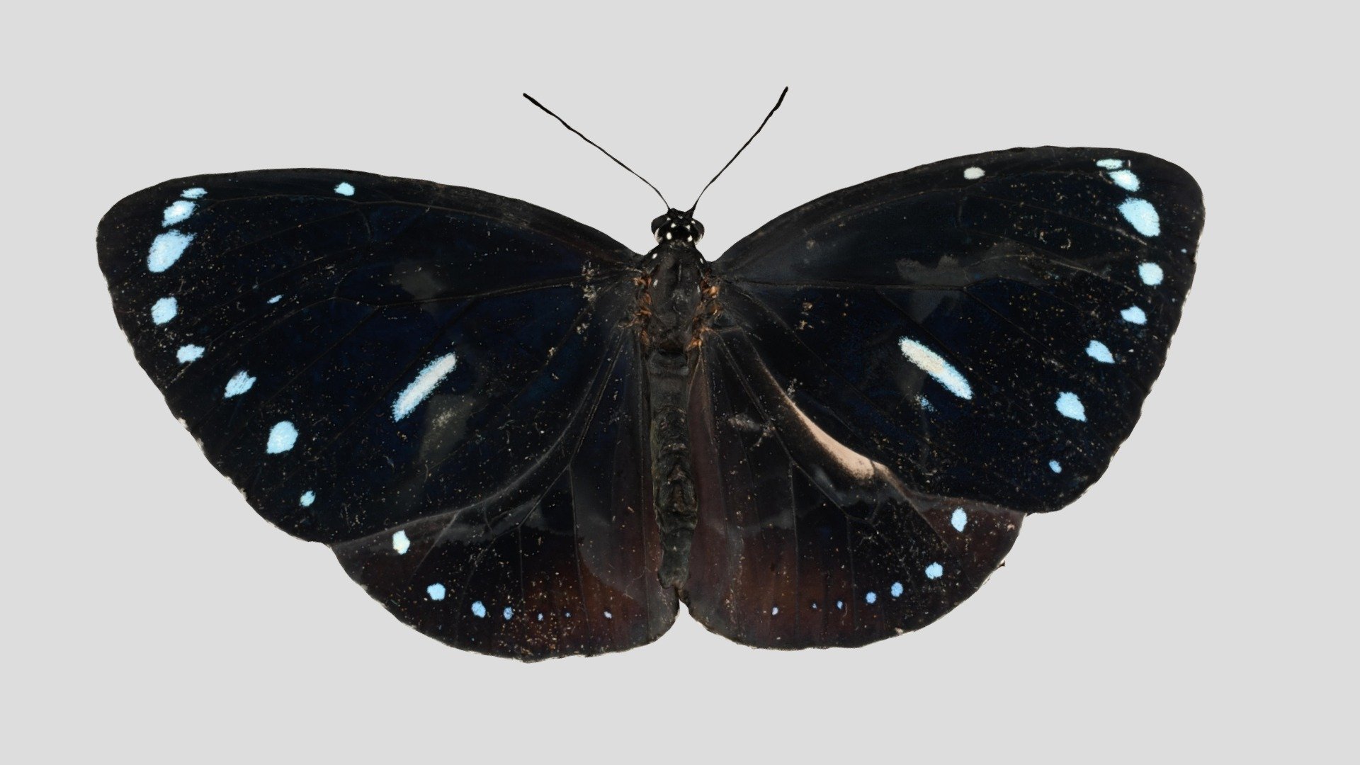 CC0 マルバネルリマダラ 🦋 Blue-banded King Crow - Download Free 3D model by ffish ...