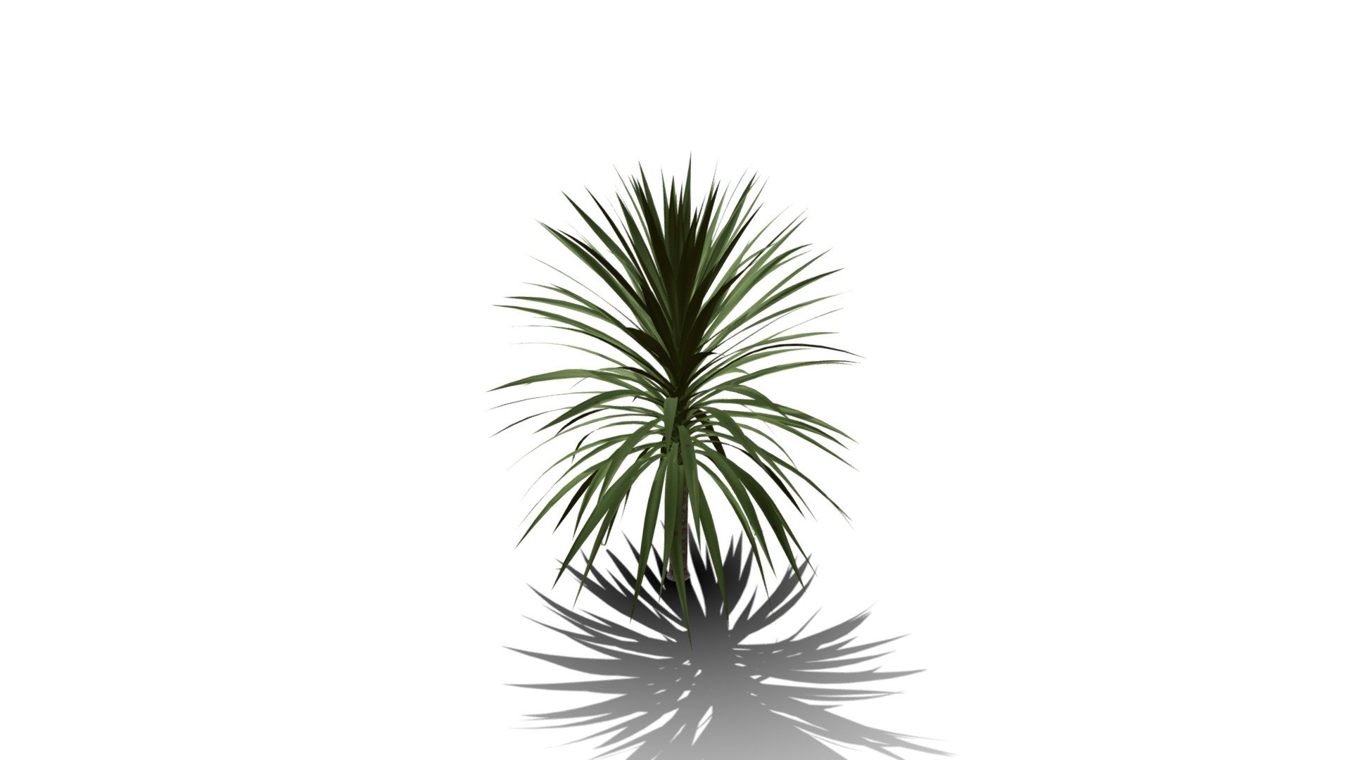 Realistic HD Cabbage tree (11/50) - Download Free 3D model by ...