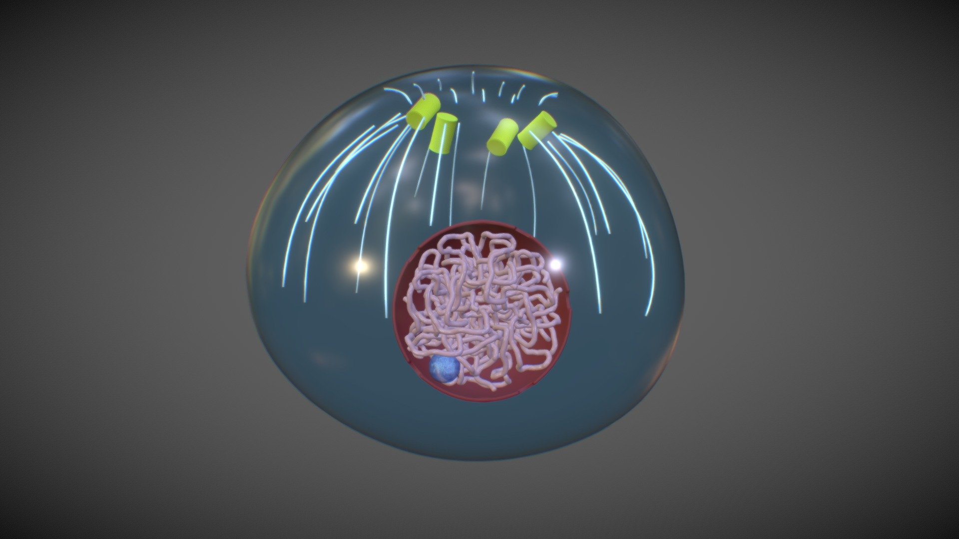 Mitosis - Fase 1 - 3D model by Rody Artigas Silva (@Dr.Rody.Artigas ...