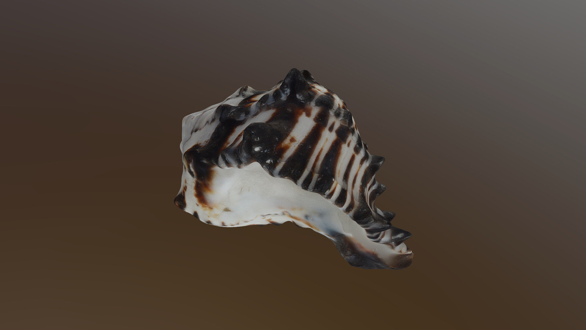Black striped conch shell - 3D model by Franzen (@fenglan) [d3d5338 ...
