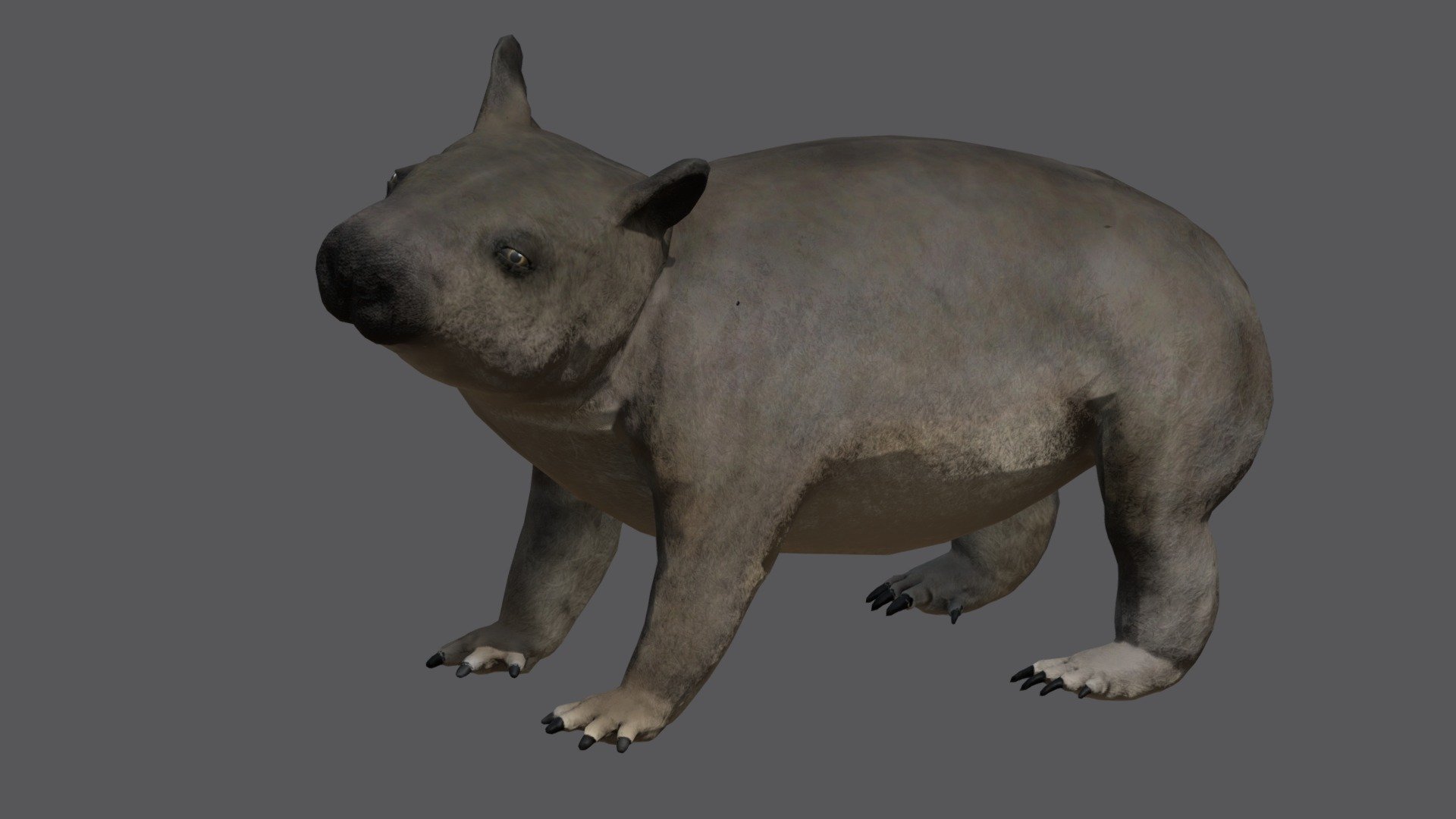 WOMBAT - 3D model by smarte [d3d8335] - Sketchfab