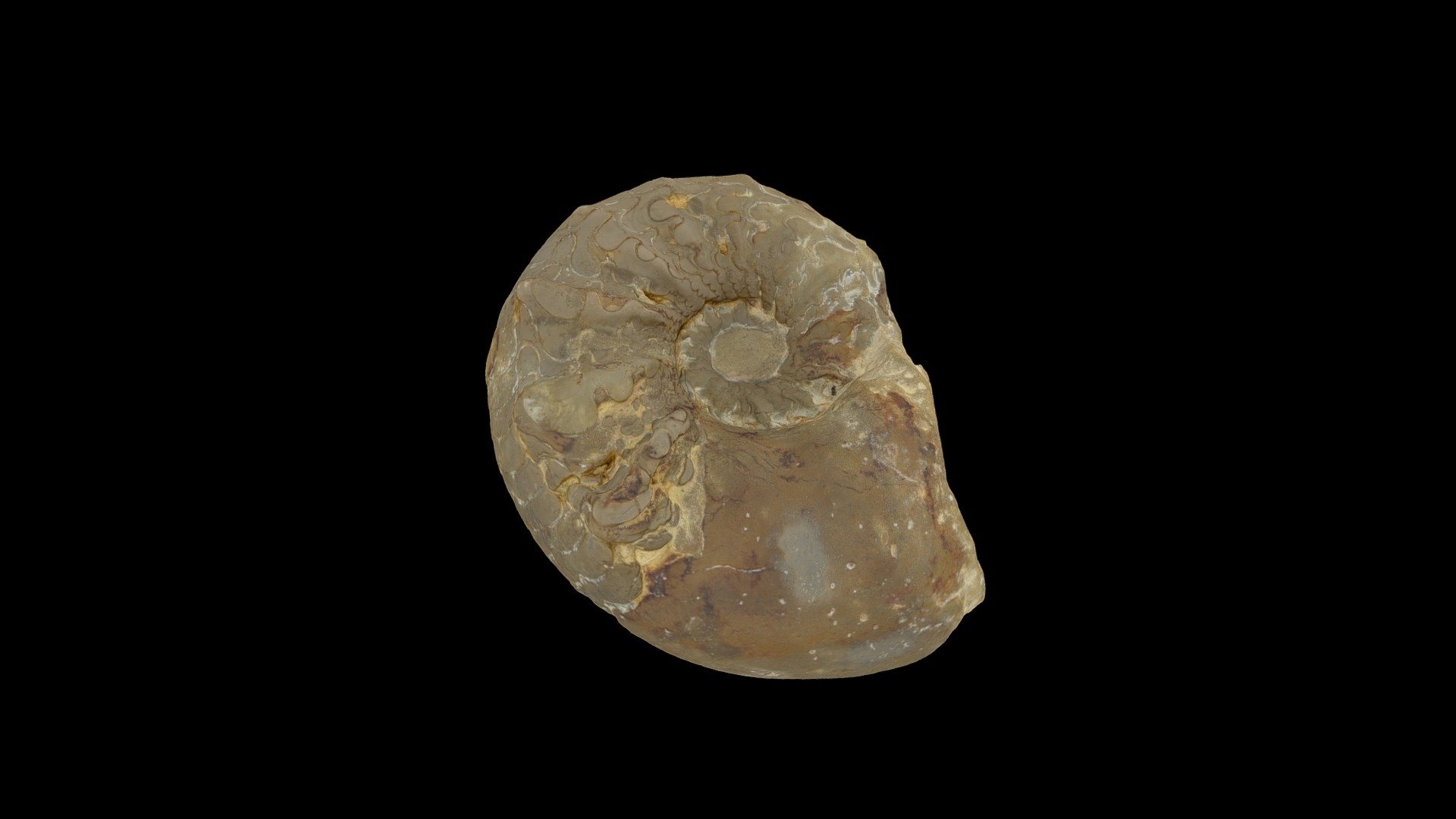 Cephalopode Ceratite - Download Free 3D model by LPG-3D [d3d936e ...