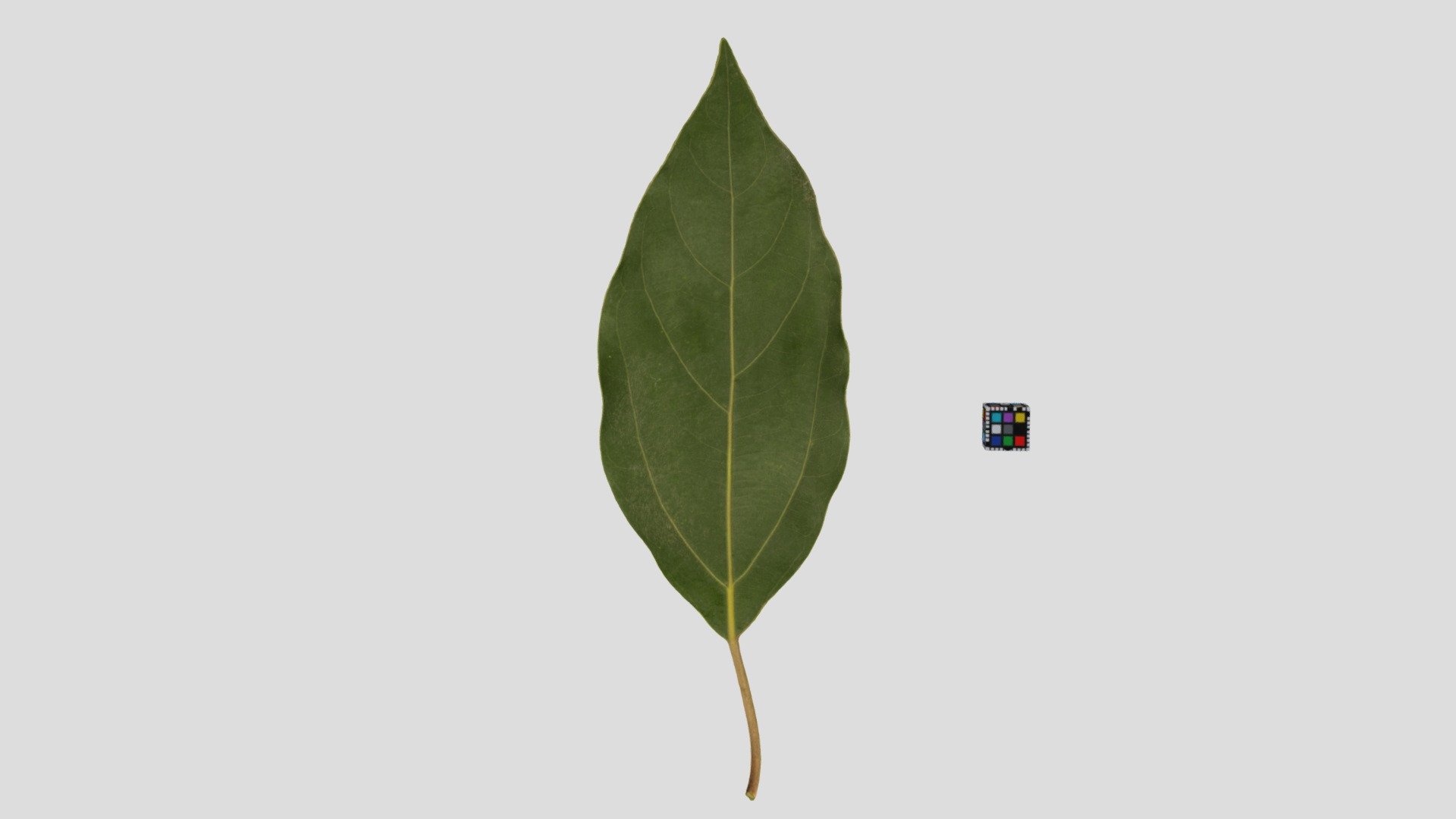 シロダモ Japanese Silver Tree, Neolitsea sericea - Download Free 3D model ...