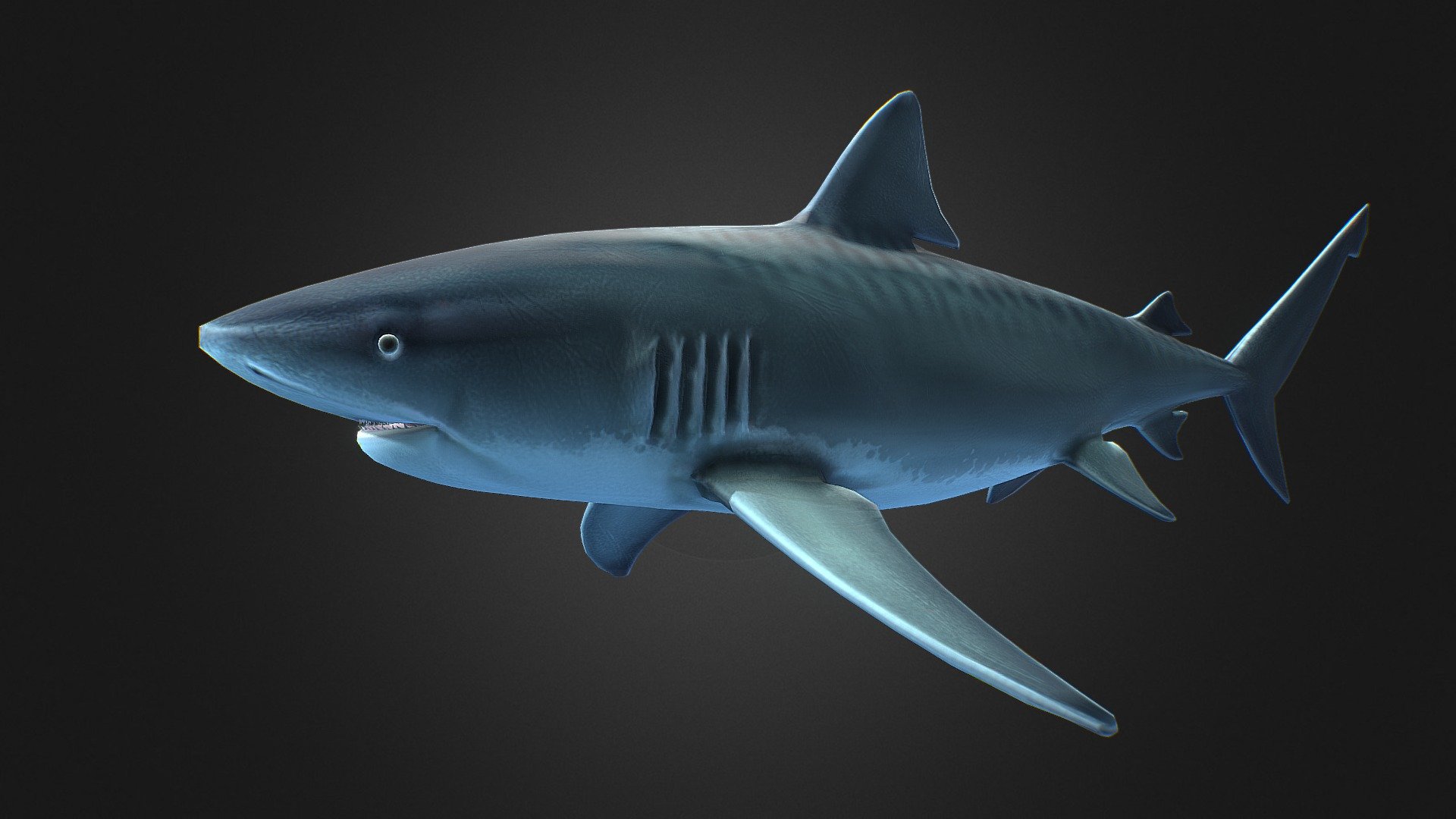 Tiger shark(2021) - 3D model by PPCAT [d3dea3b] - Sketchfab