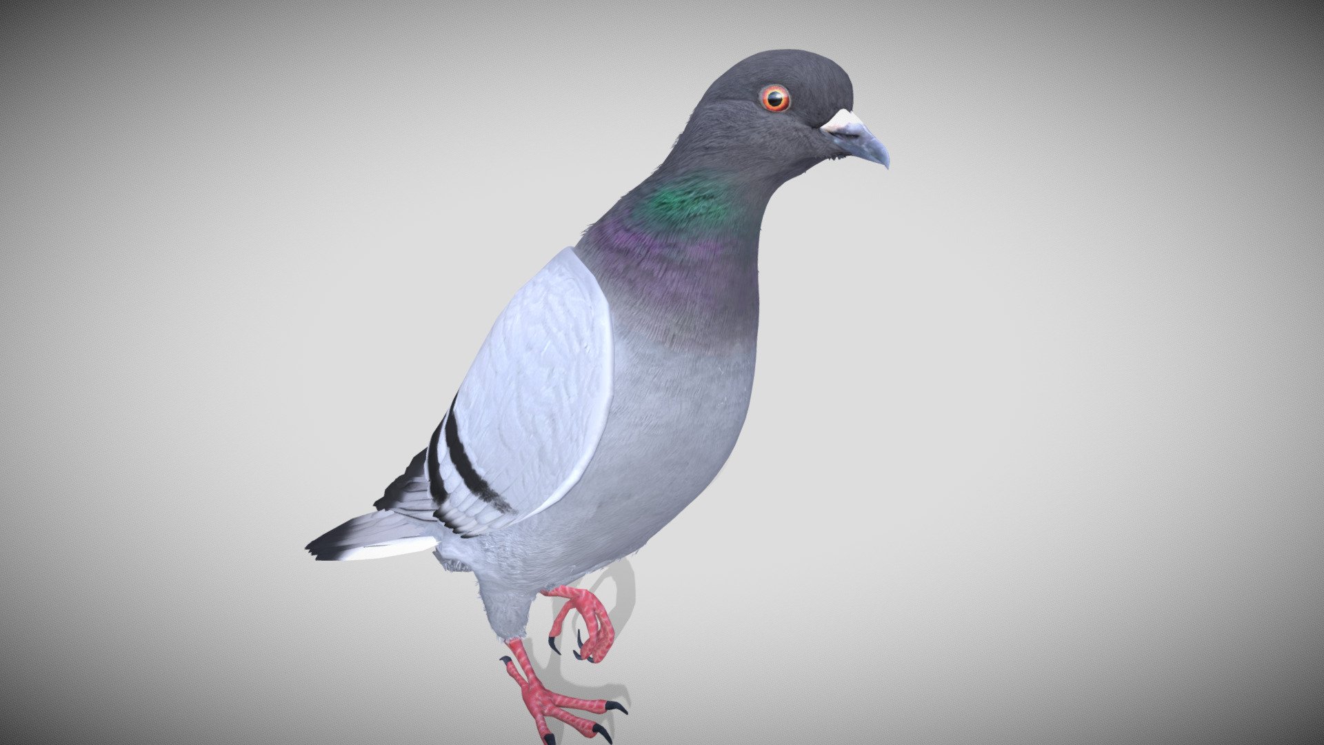 Realistic Animated Rock Pigeon Low-poly 3D model - Buy Royalty Free 3D ...