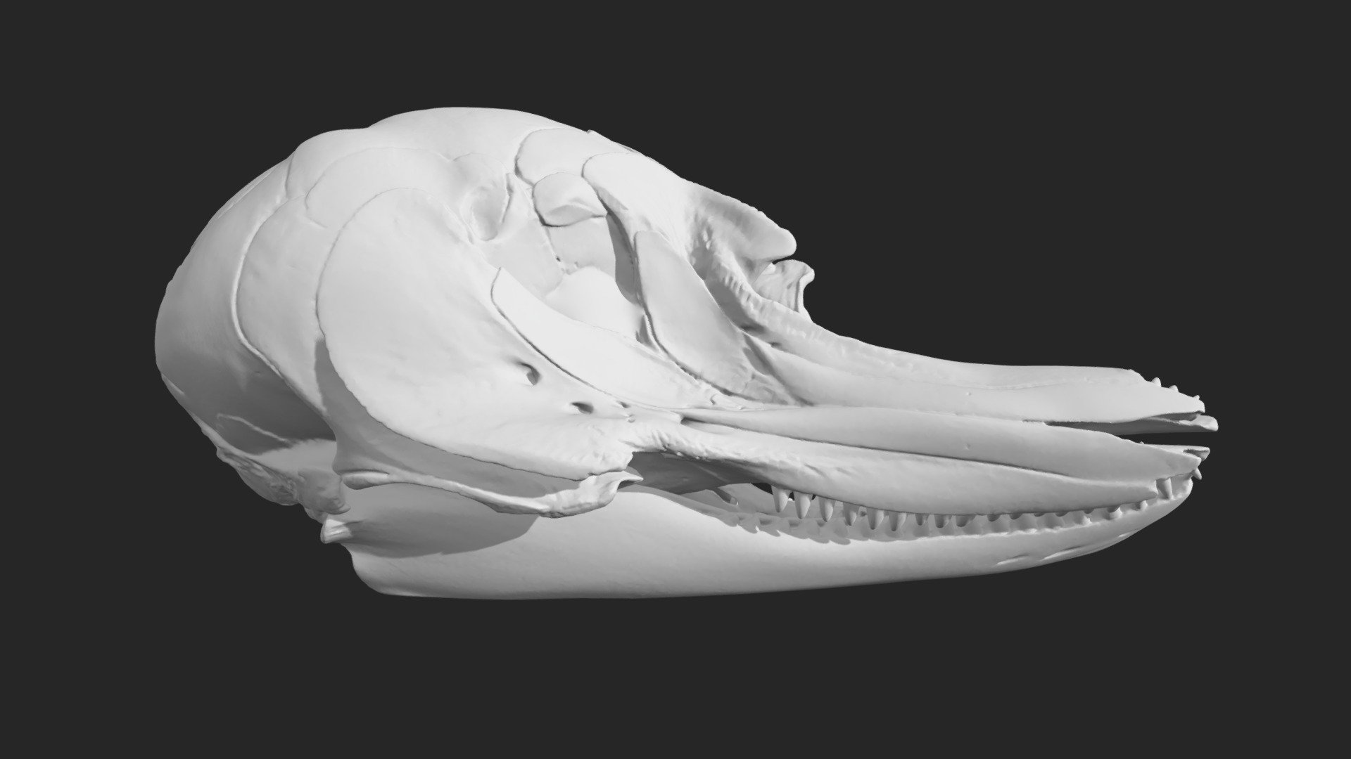 Grand Dauphin bicephale (sans texture) - Download Free 3D model by Alienor.org, Conseil des ...