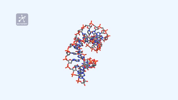 Mrna Structure 3d