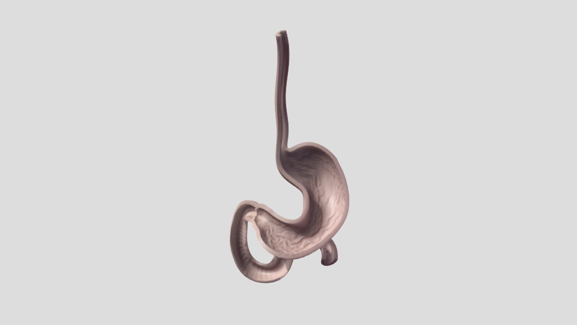 posteriorHalfStomach - 3D model by GRHintz [d407ae5] - Sketchfab