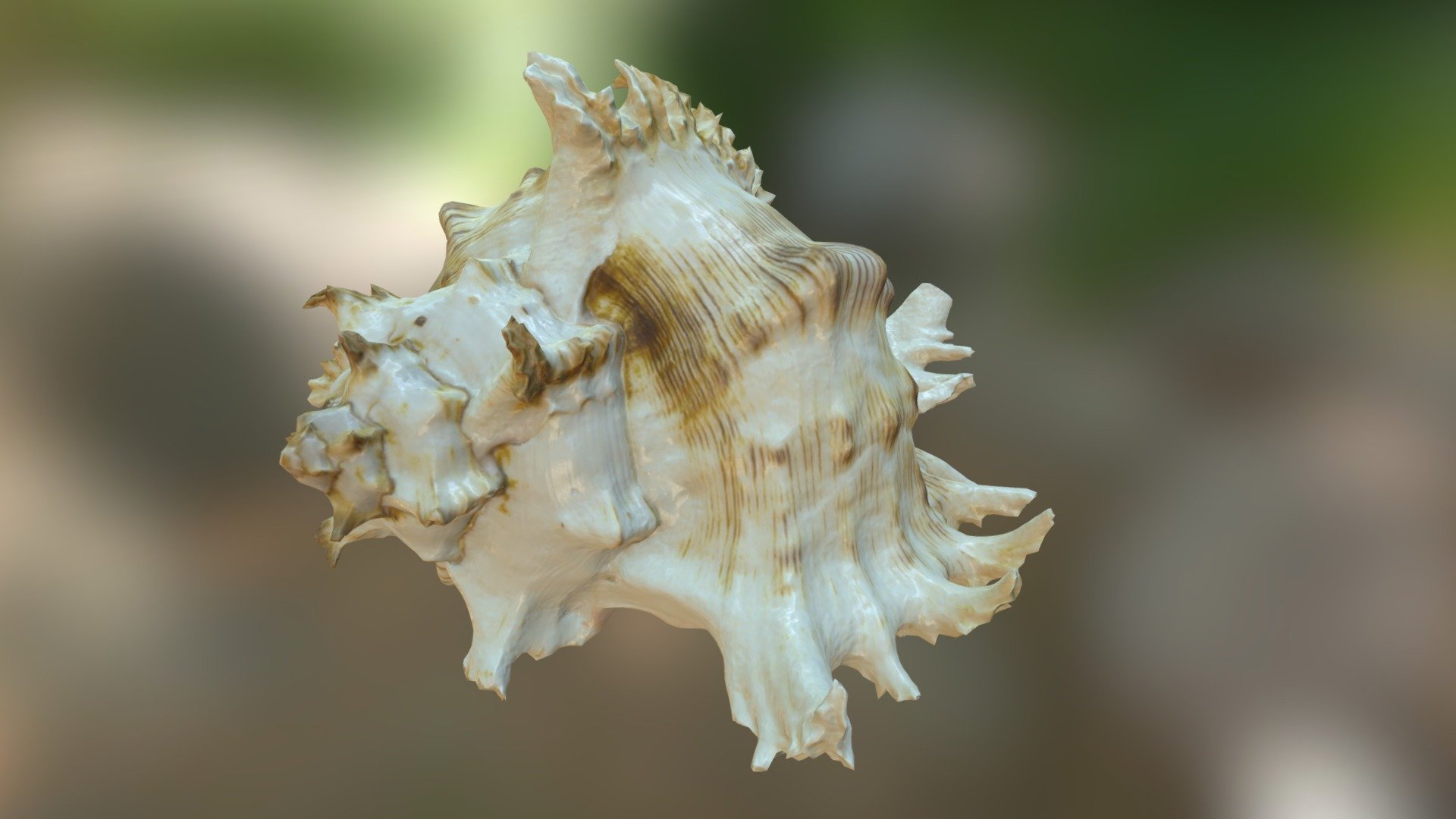 Sea shell - 3D model by Vitalii Uspalenko (@Vitalii_Uspalenko) [d40a572 ...