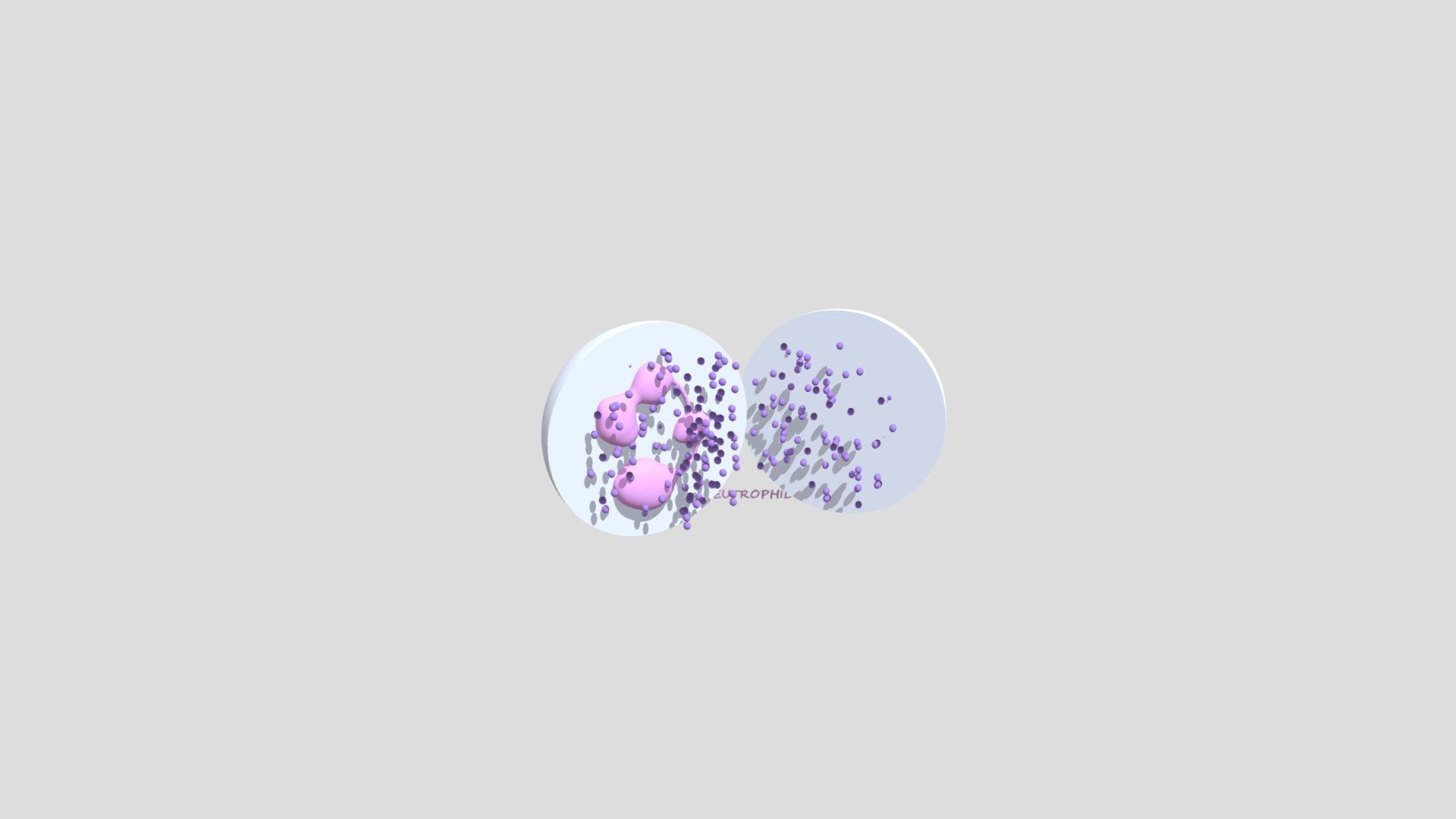 Neutrophil Phagocyte - Download Free 3D model by HelixDogma ...