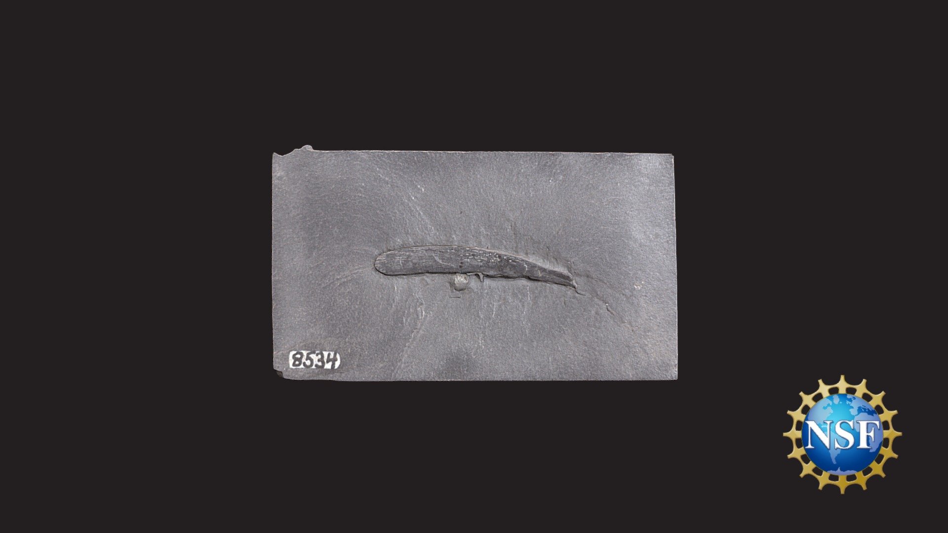 CMNH 8534 Micro Arthrodire Infragnathal - 3D model by Cleveland Museum ...
