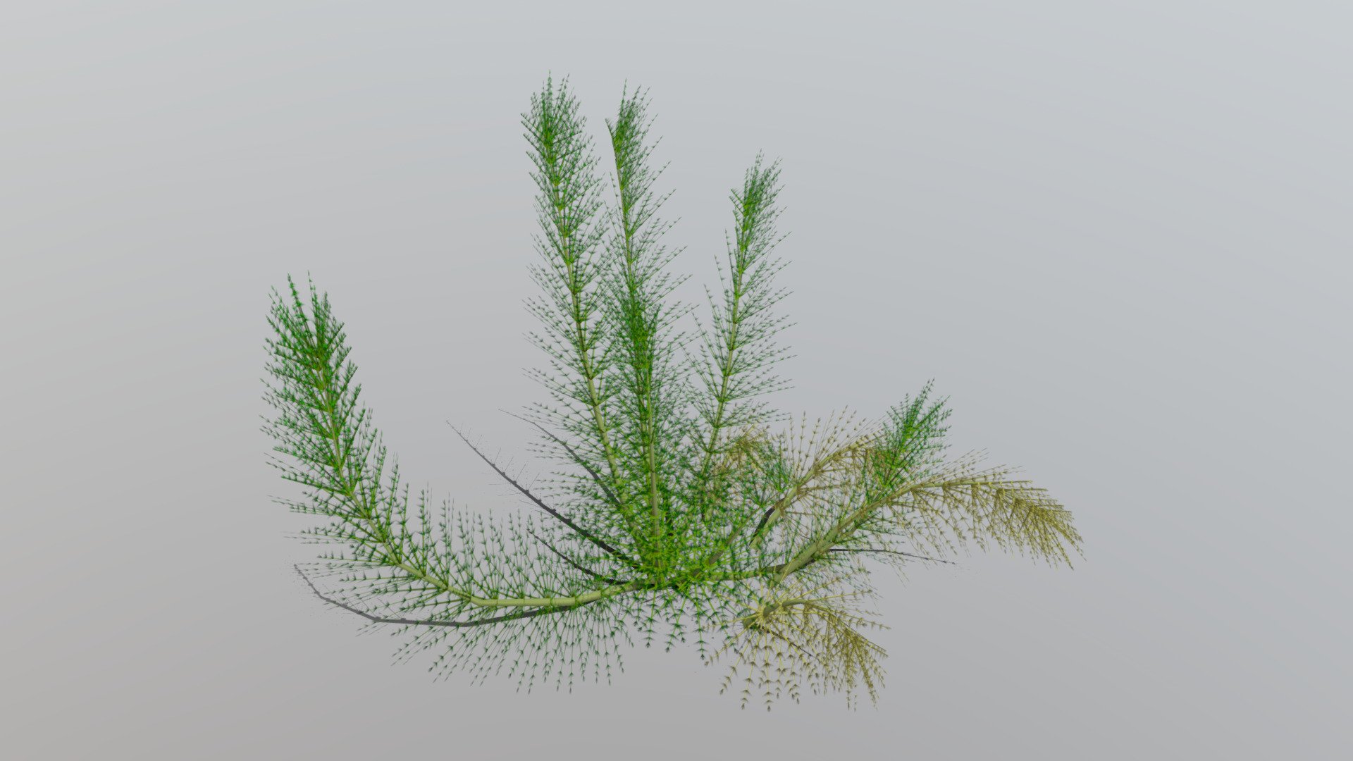 Small Calamites - 3D model by Paleobiome [d4192b1] - Sketchfab