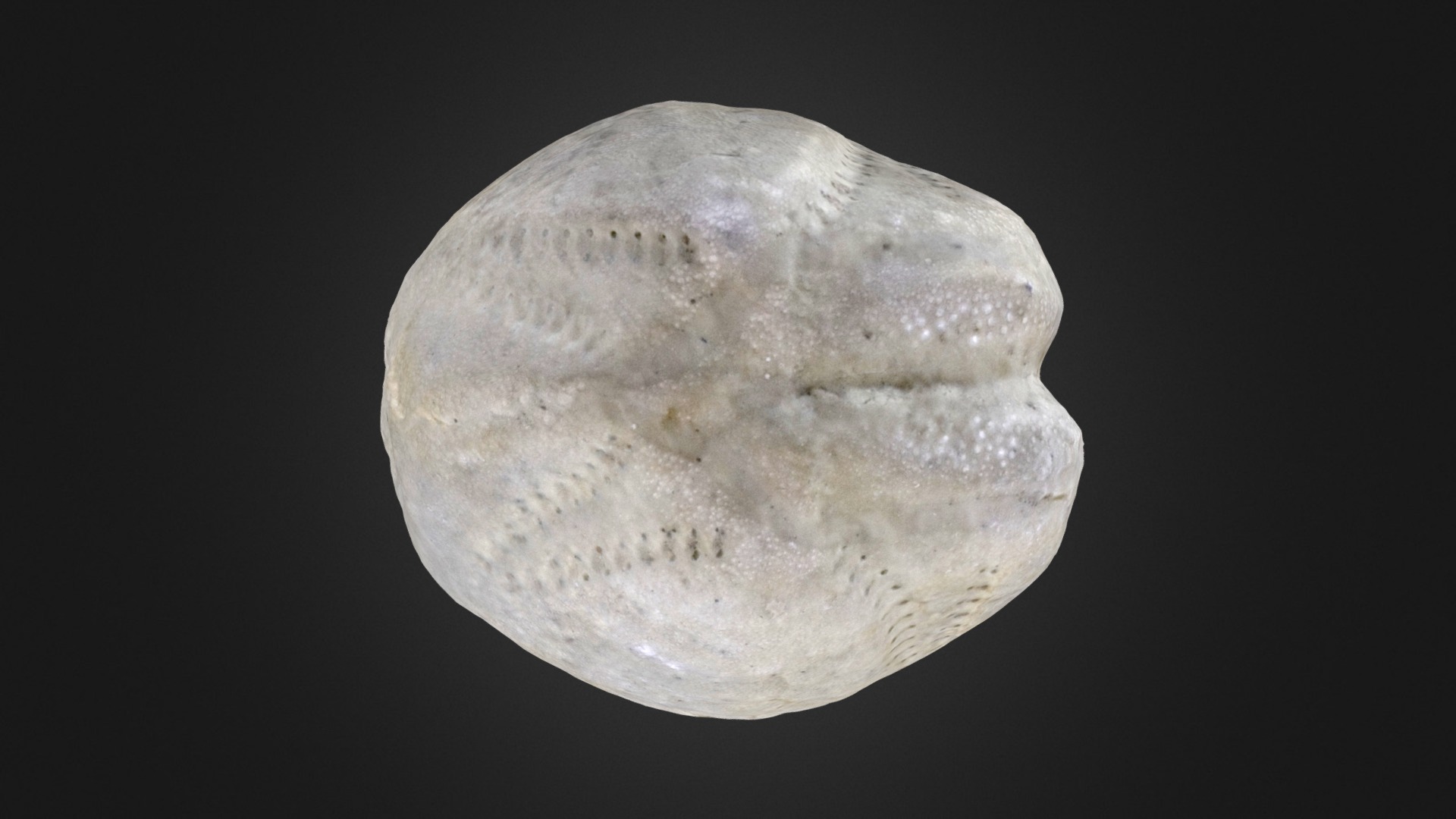 Echinoid: Echinocardium orthonotum (PRI 503) - Download Free 3D model ...