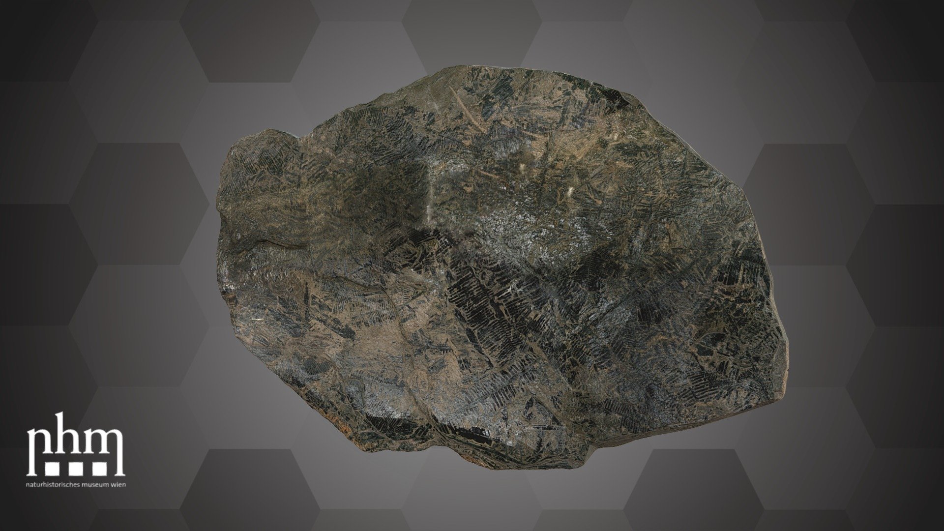 Extinct Seed Plants (NHMW-GEO-2021/0020/0001) - Download Free 3D model ...