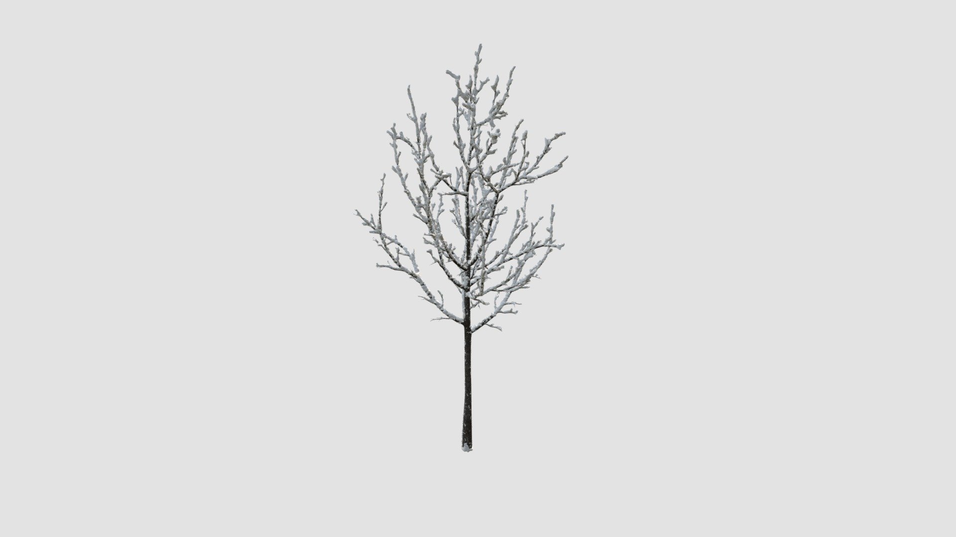 linden tree - Buy Royalty Free 3D model by Evermotion [d42ba84 ...