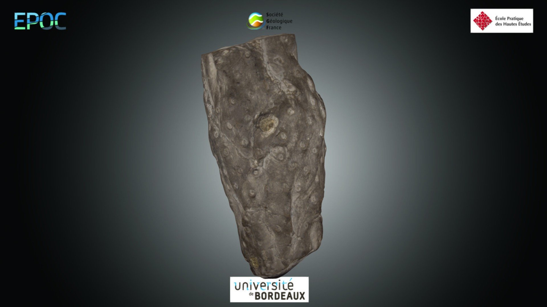 Plante - Stigmaria sp. - Download Free 3D model by Société Géologique ...