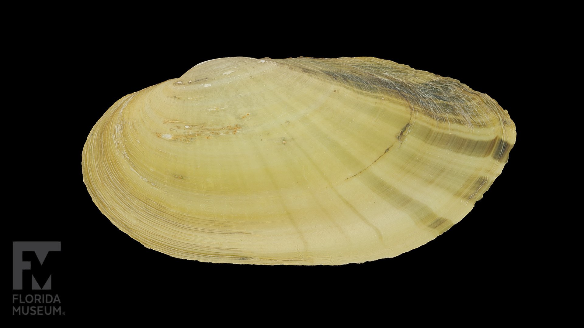 Florida Sandshell - Freshwater Mussel - 3D model by FloridaMuseum ...