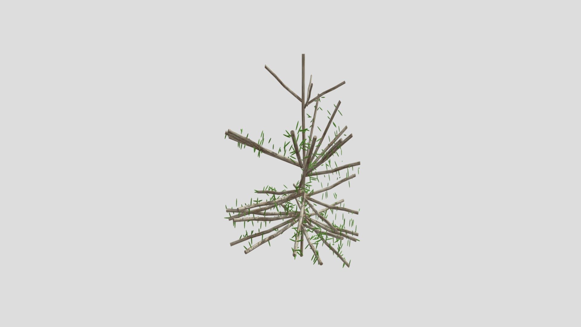 Spruce Tree Model-Jacob Trump - 3D model by jrtrump [d445d36] - Sketchfab