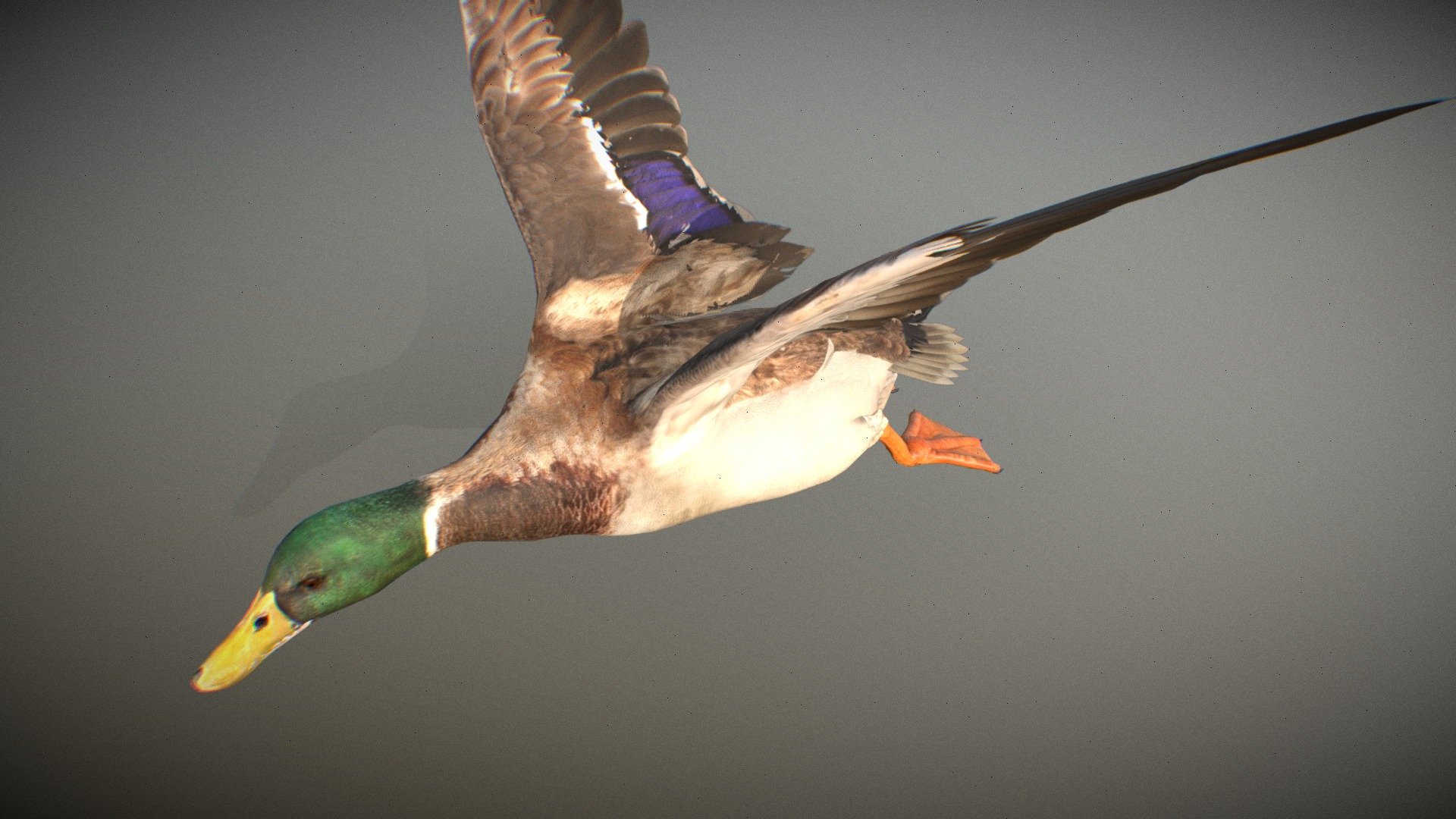 Animalia - Mallard - 3D model by GiM (@GamesInMotion) [d445da7] - Sketchfab