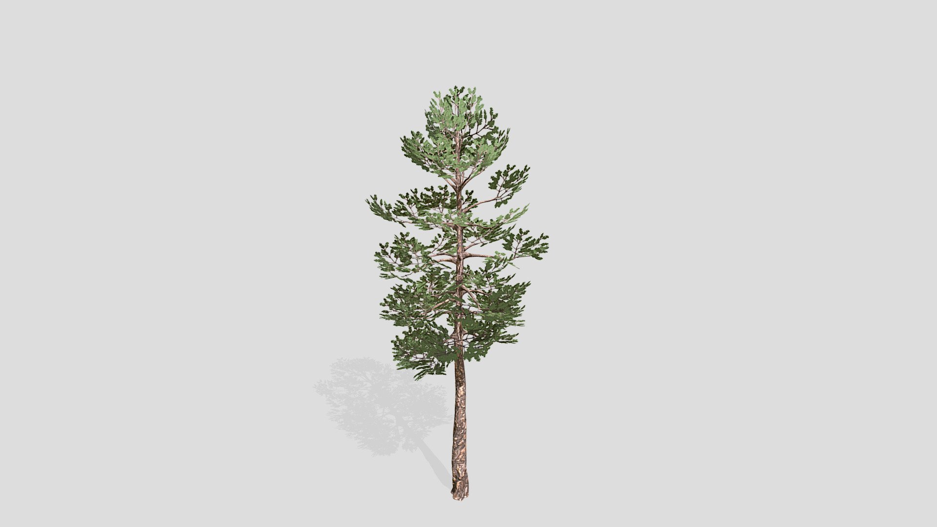 Pine Tree - Download Free 3D model by evolveduk [d45218a] - Sketchfab