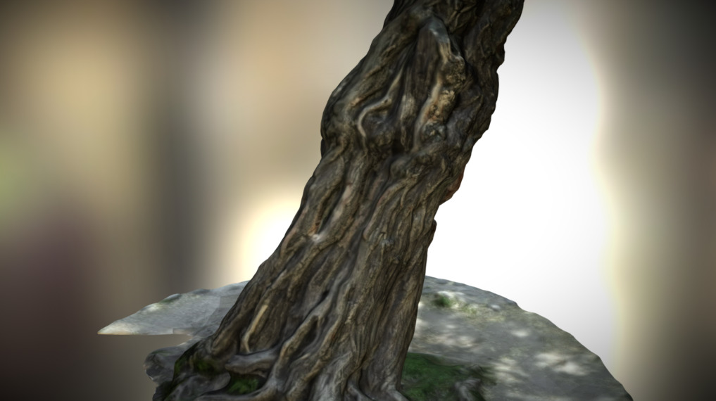 Tree trunk - 3D model by Imre Horvath (@ImreHorvath) [d455af2] - Sketchfab