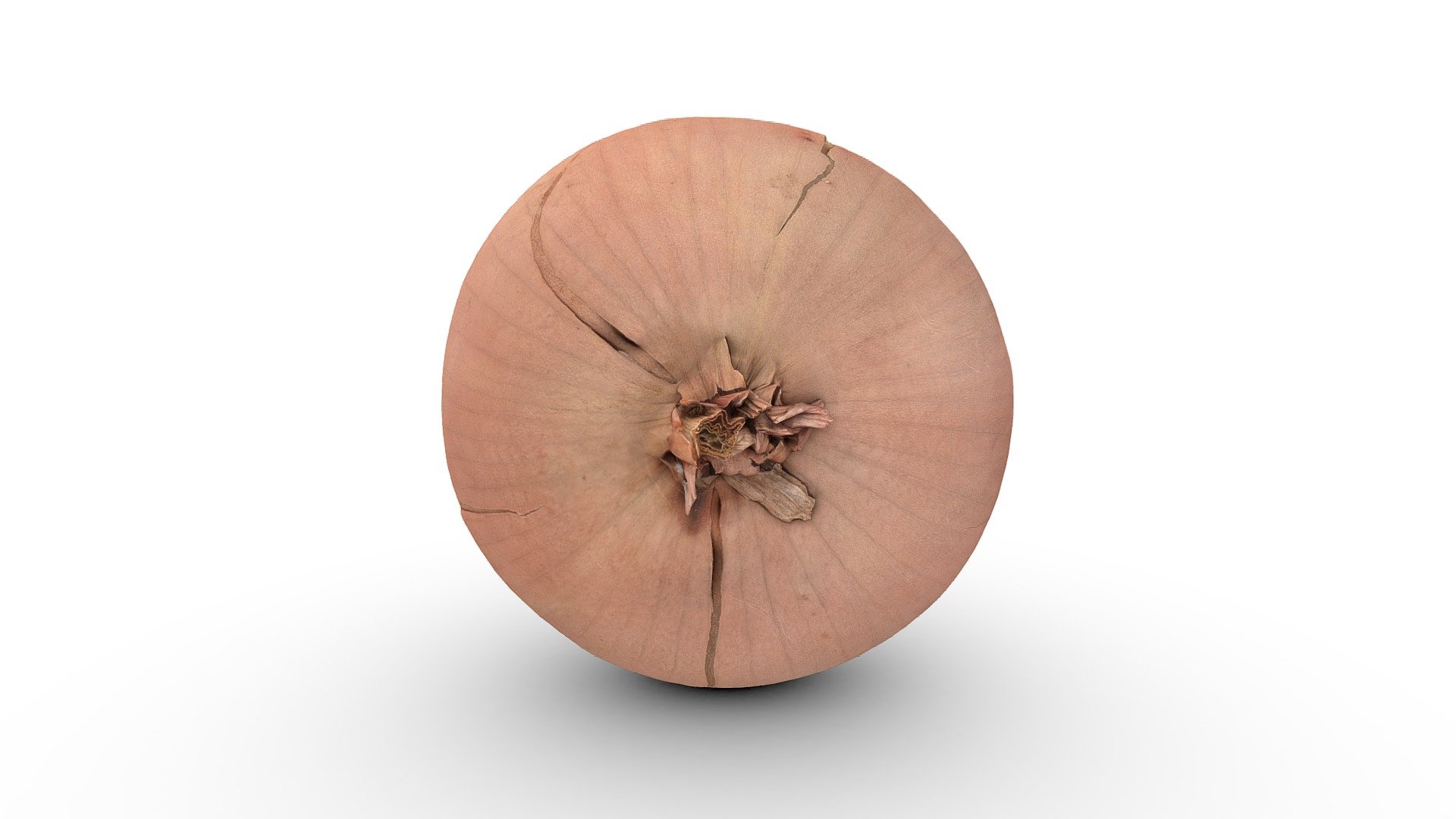 Onion low poly - Download Free 3D model by 3DSCANPRO (@bemute) [d45c048 ...