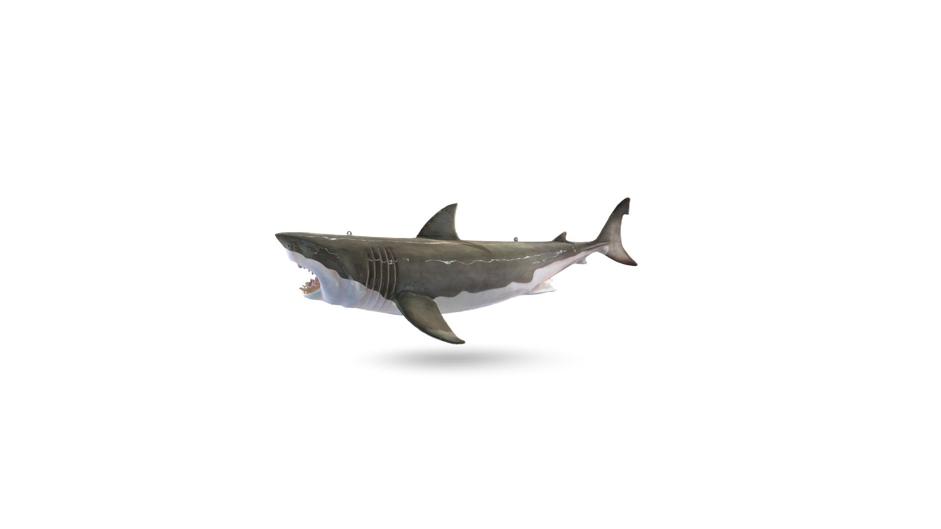 shark-6FT - 3D model by TheInteriorGallery [d45fe19] - Sketchfab