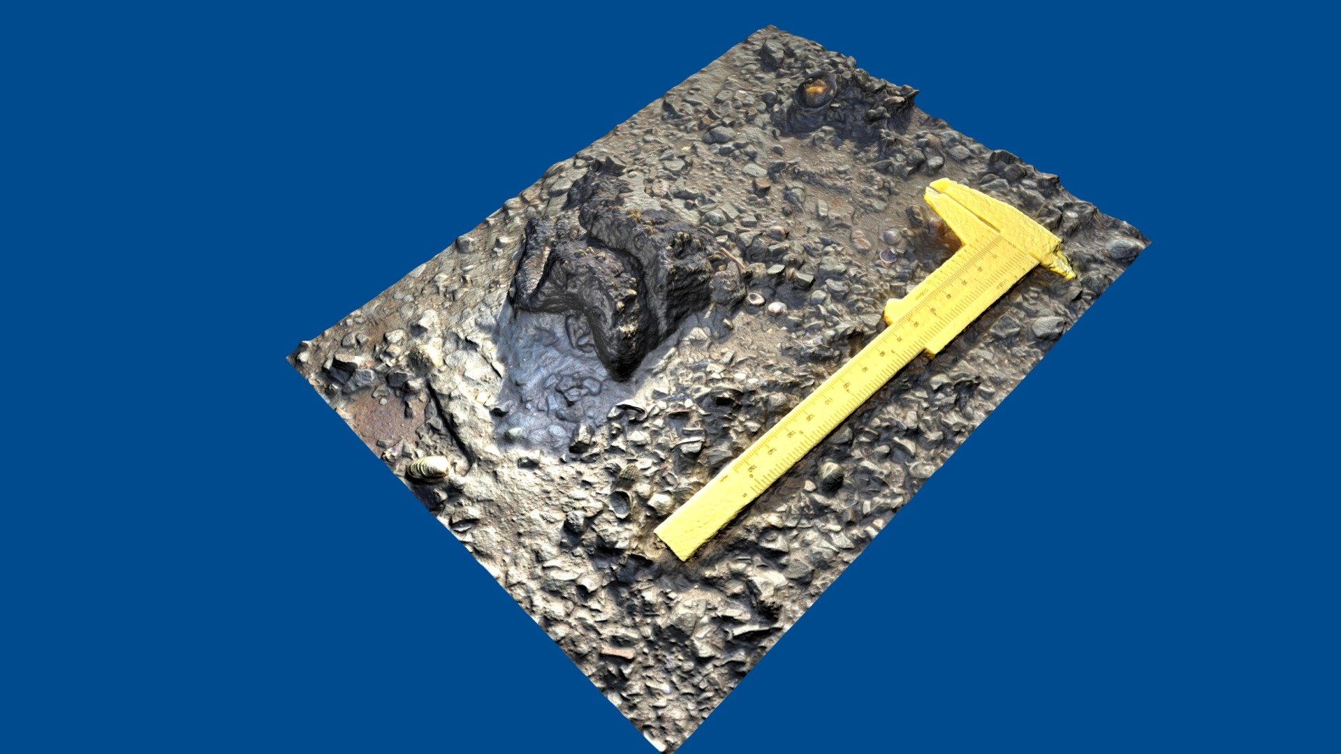 Fossil shark vertebrae ['1', '2' articulated] - 3D model by nzfauna ...