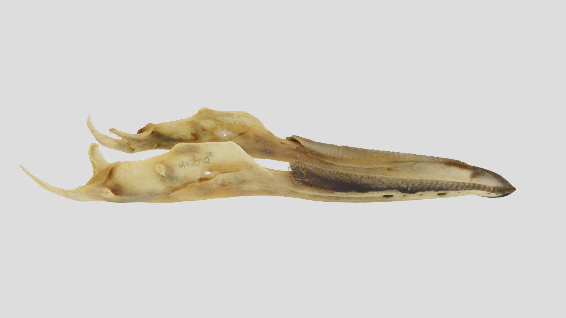 UWYMV:Bird:4105, Branta canadensis, Mandible - Download Free 3D model ...