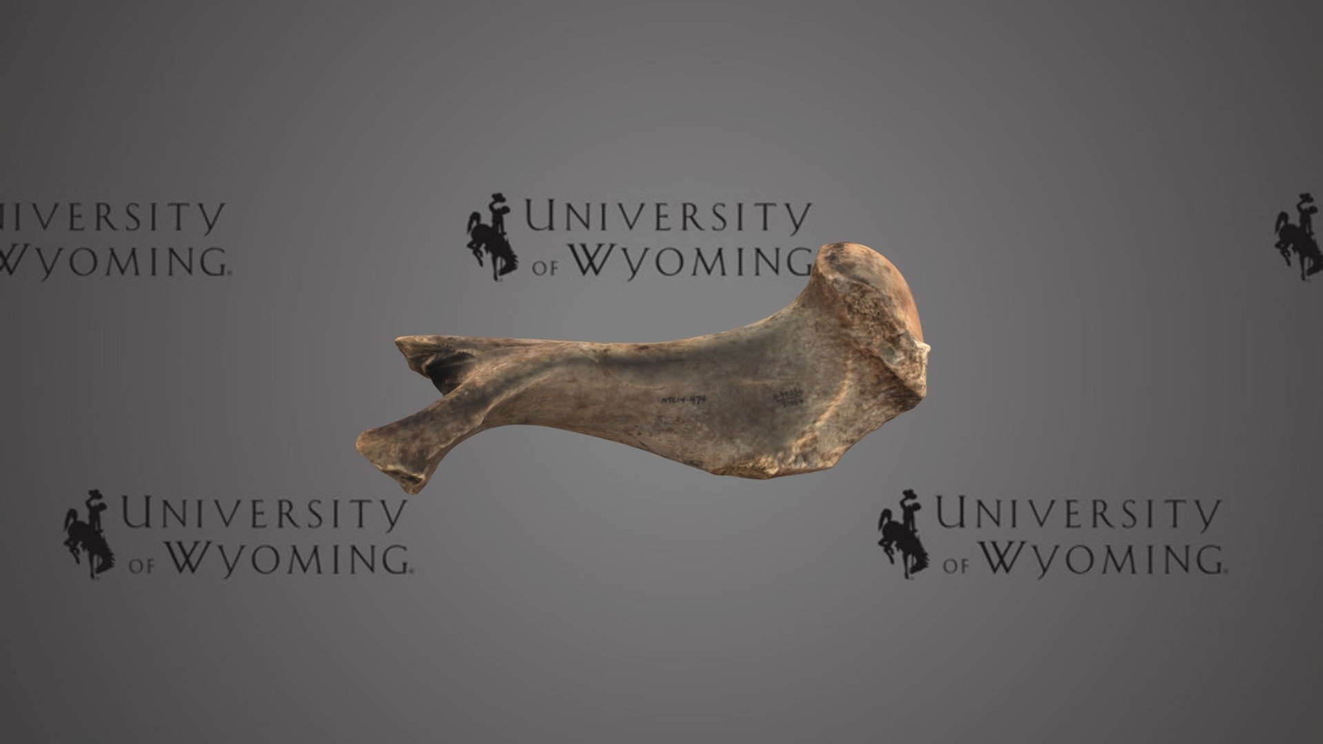 UW 51054 - Equus, Humerus - Download Free 3D model by University of ...