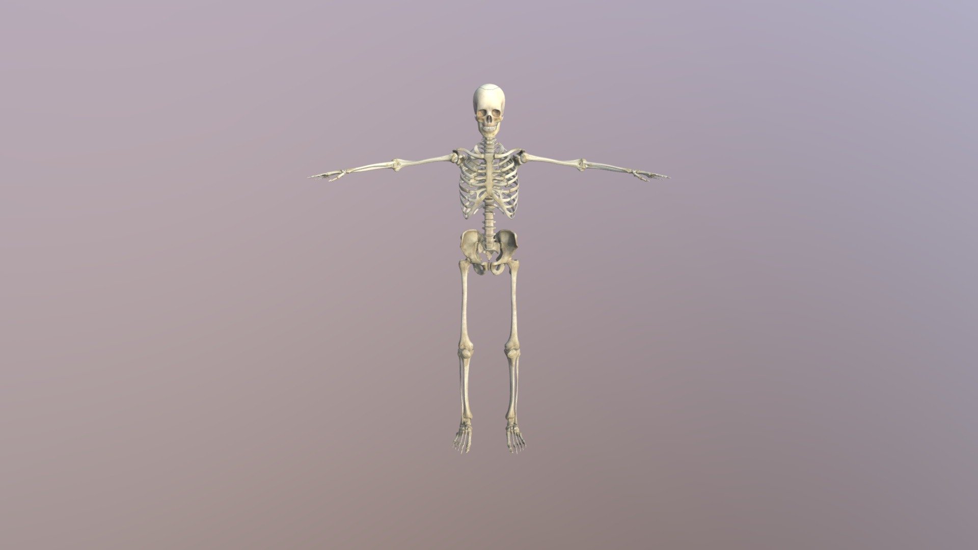 Esqueleto - Download Free 3D model by defcom [d469e6e] - Sketchfab