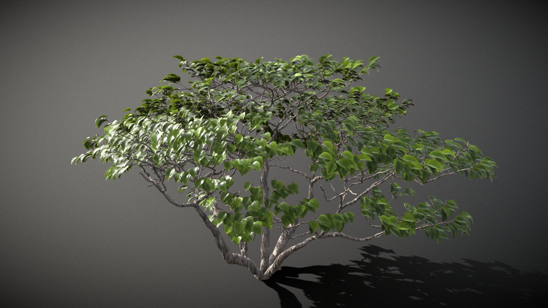 Realistic Tree - Download Free 3D model by Garecra [d46df86] - Sketchfab