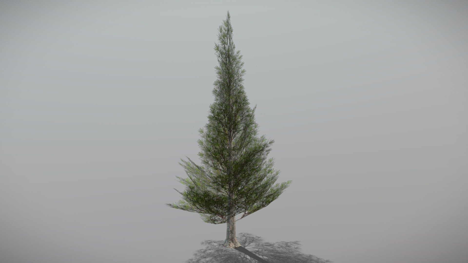 Pine 1 (Animated Tree) - Buy Royalty Free 3D model by bsp [d46ef1b ...