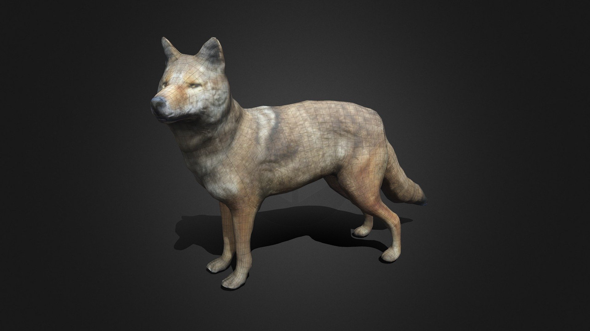 Coyote - 3D model by alitural [d470f71] - Sketchfab