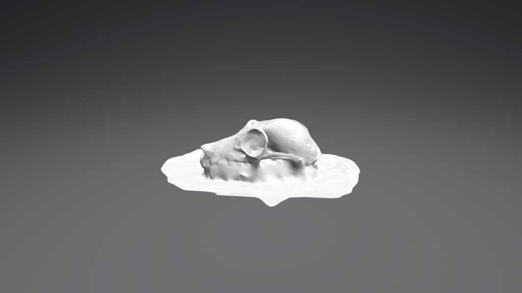 Flying Fox Skull - 3D model by sjpiper145 [d473b35] - Sketchfab