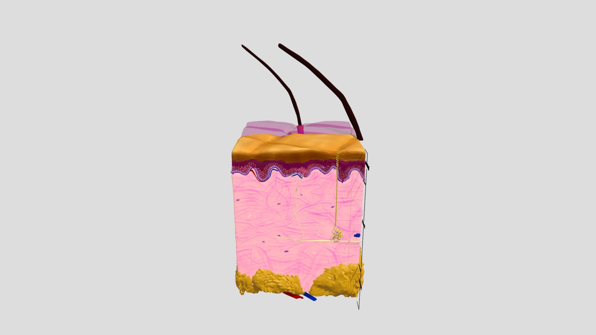 Anatomy_of_the_skin - Download Free 3D model by ZARİNA (@usersbot ...