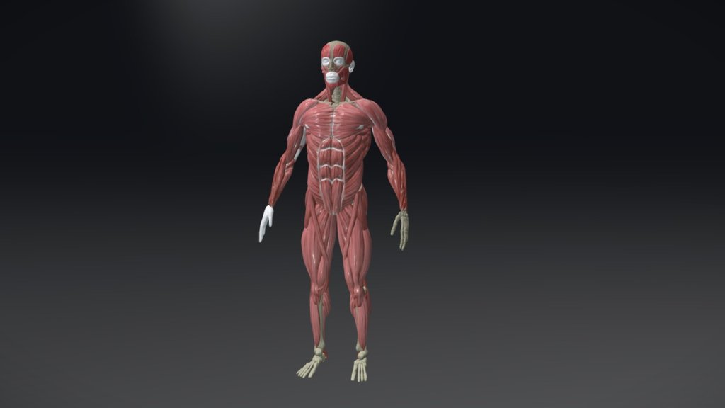 Ecorché - 3D model by Jesus Iglesias (@jesusiglesias7) [d484275 ...