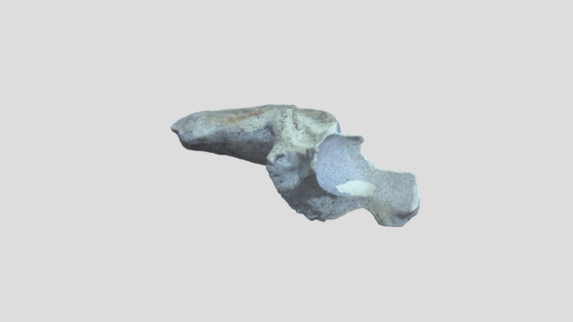 Topic 5, 3D Scan of Nonhuman Bone (2) - Download Free 3D model by ...