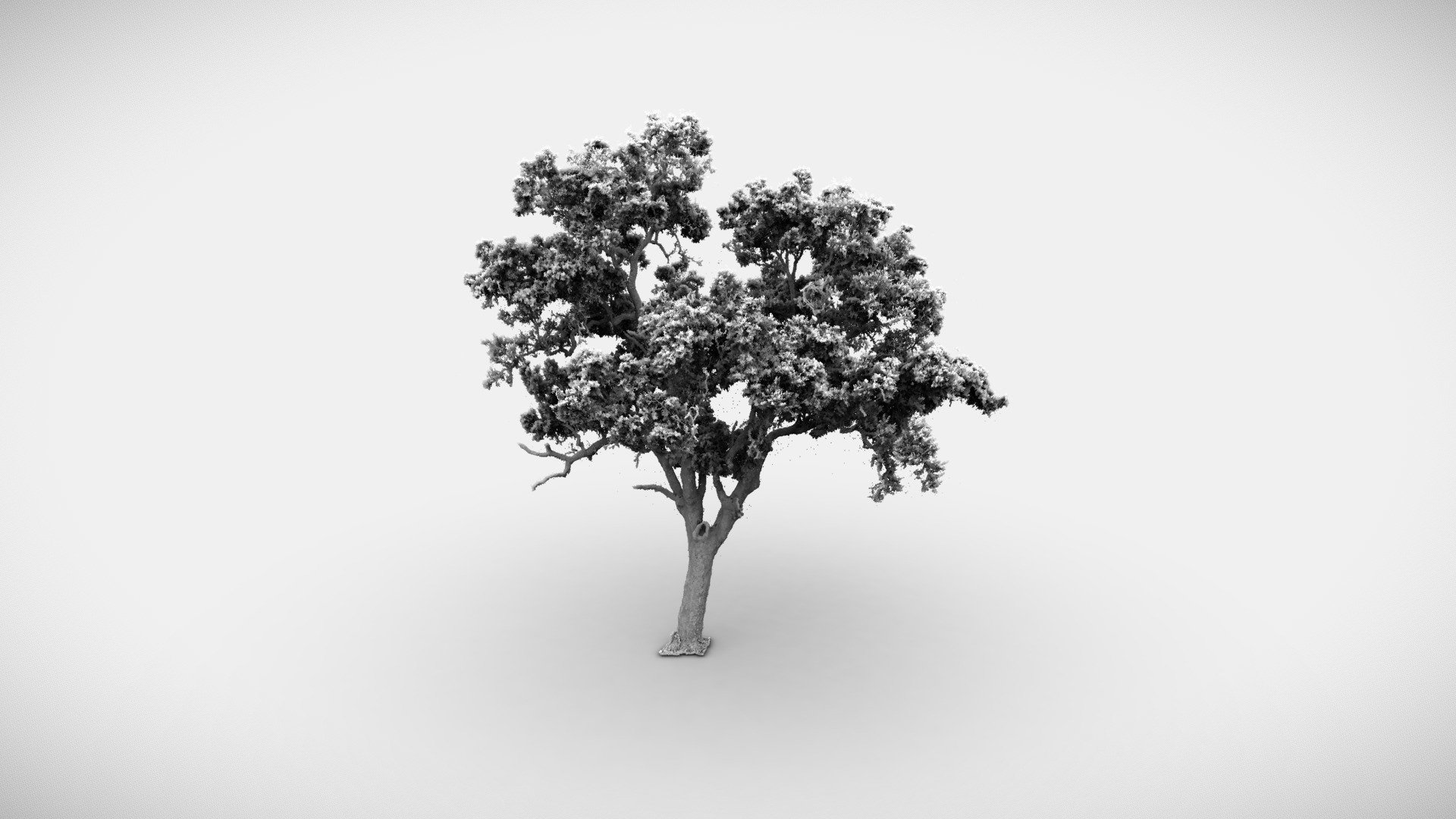 Angophora subvelutina (broad-leaved apple) tree - 3D model by Q-ForestLab (Ghent University ...