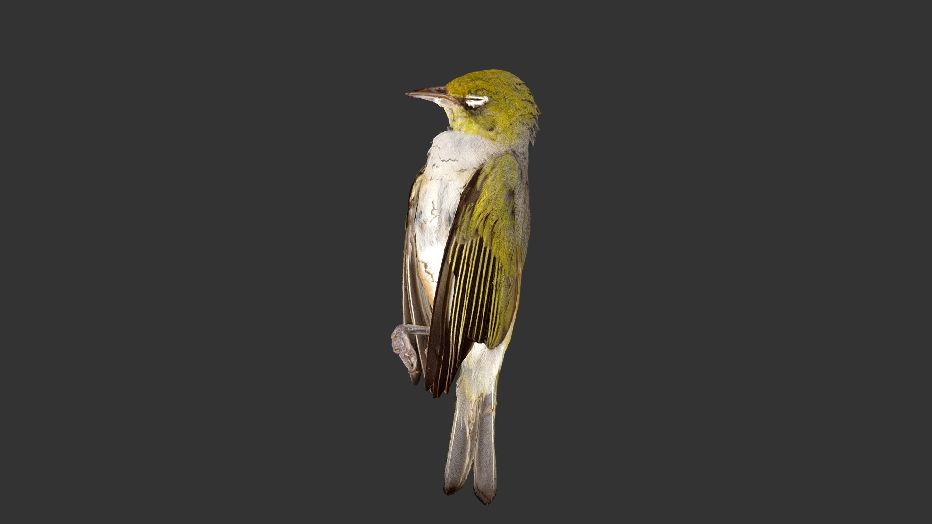 Small Green Bird - 3D model by Z3D (@z3d.nz) [d497c16] - Sketchfab