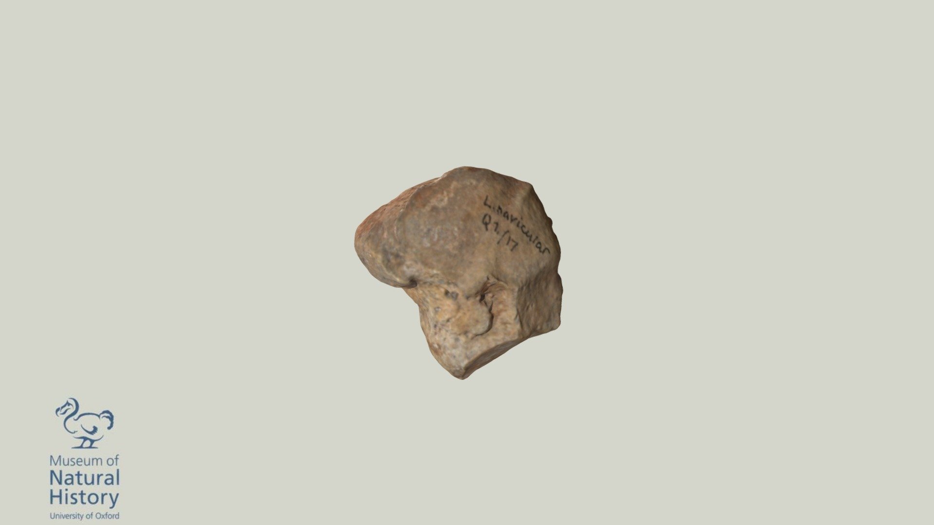 The Red Lady of Paviland - left navicular - 3D model by Oxford ...