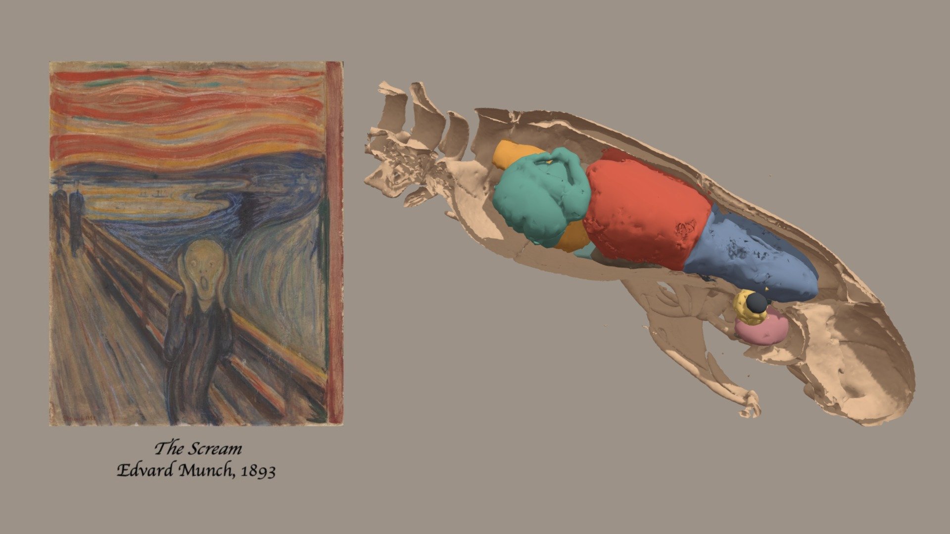 Munch Skull - 3D model by Michigan Herpetology (UMMZ ...