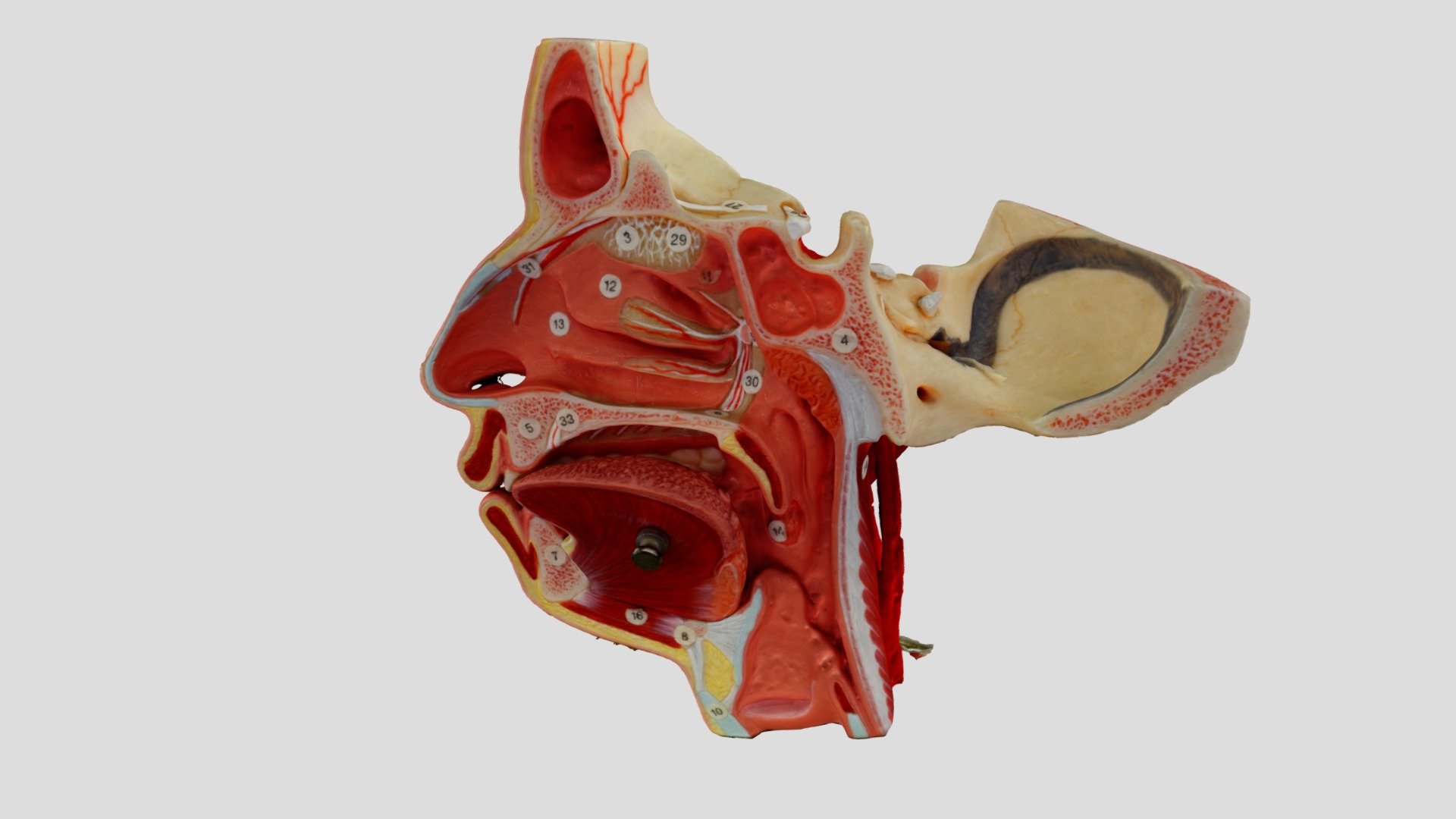 Cavitas oris et nasi (model) - 3D model by tomjan [d49c58b] - Sketchfab